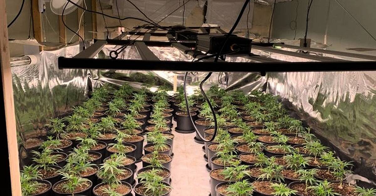 Two men arrested as gardaí close down growhouse with cannabis worth € ... Two men arrested as gardaí close down growhouse with cannabis worth € ...