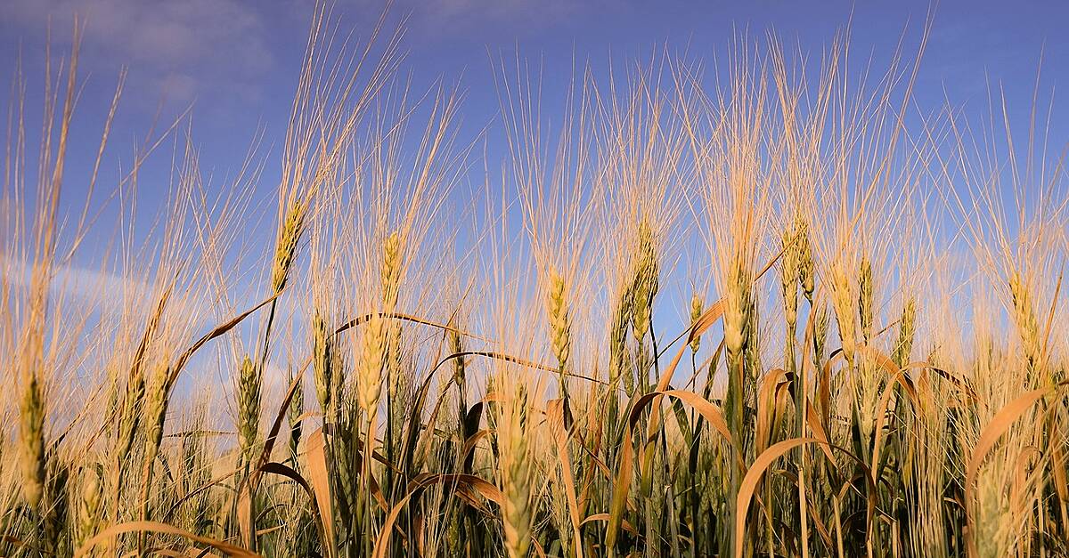 Cargill Names Former GE CFO Jamie Miller As New Finance Chief | ESM ... Cargill Names Former GE CFO Jamie Miller As New Finance Chief | ESM ...