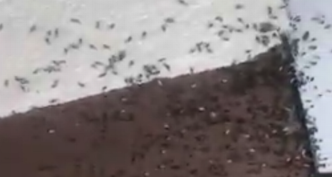 Dublin mum shares terrifying footage of flying ants swarming all over ... Dublin mum shares terrifying footage of flying ants swarming all over ...