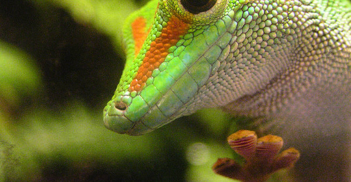 Russia Loses Control Of Lizard Sex Experiment Satellite In Space Newstalk