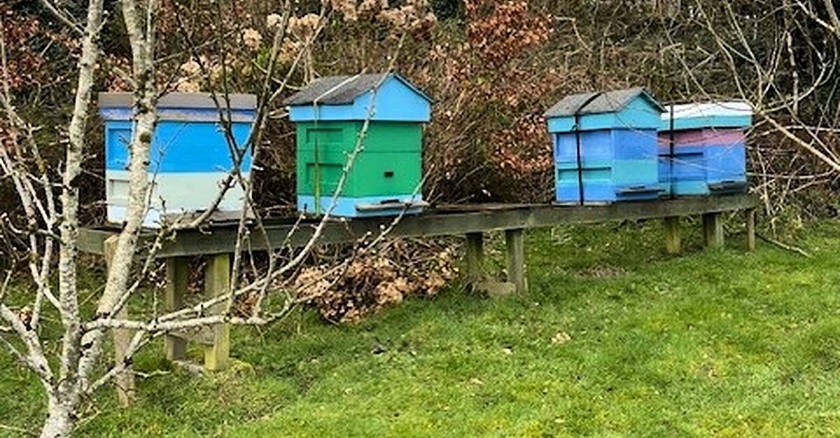 Local Gardaí Appeal For Information Following Theft Of Beehives